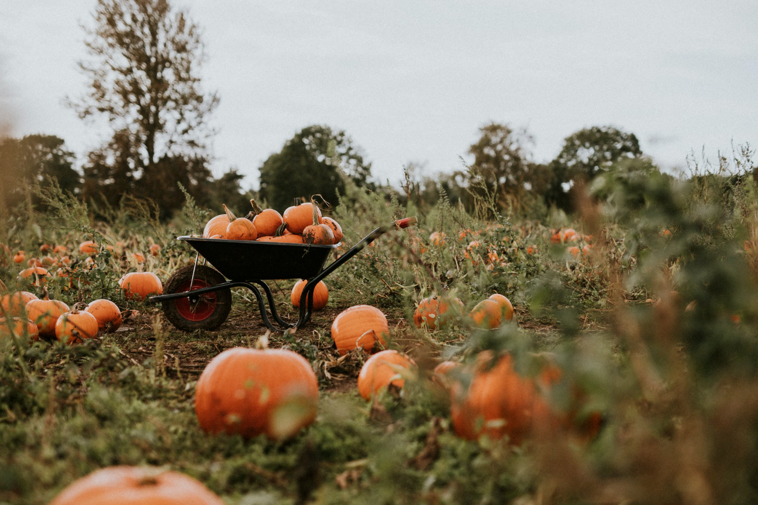 Halloween Horrors: Unmasking Mental Health Challenges